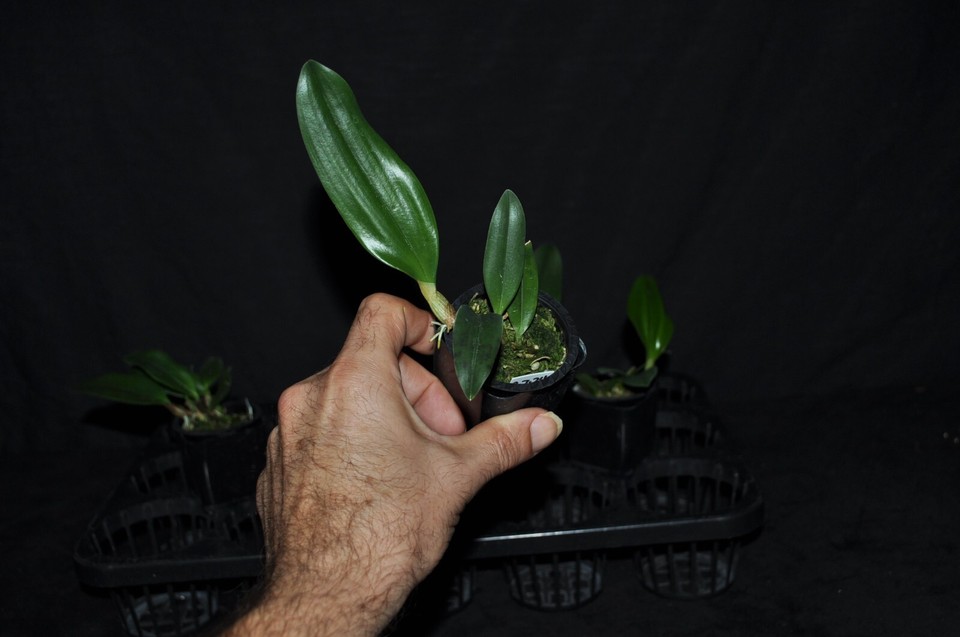 Bulbophyllum binnendijkii x Bulb. frostii vigorous new wild hybrid ...