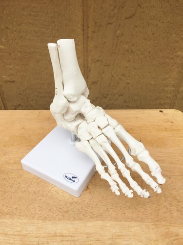 Wellden Anatomical Human Foot Skeleton Model Flexible Moveable Right ...