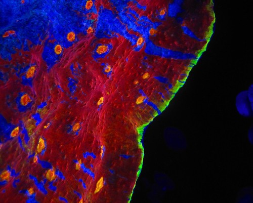 Cornbred's Fire Thrower Chalice - Frag - LIVE CORAL | eBay