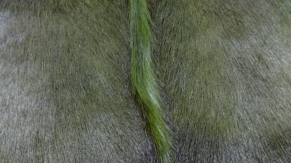 Dyed African Deer Skin Assorted dyed colors African springbok antelope ...