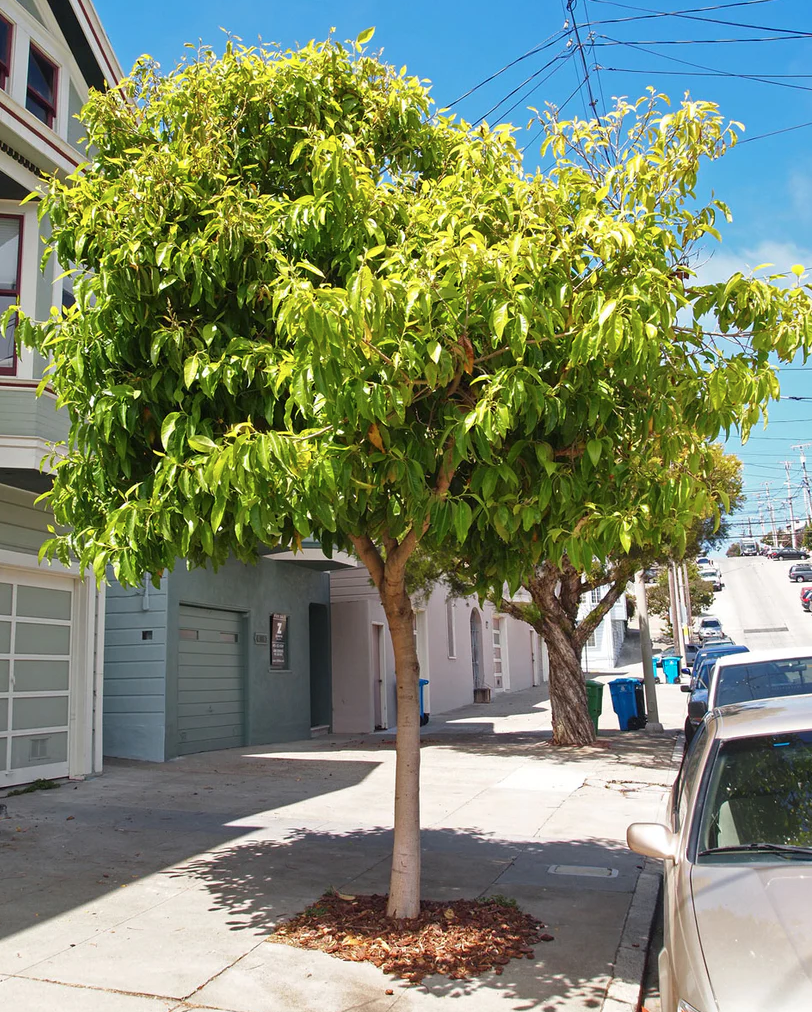 FRAGRANT LIVE PLANT Magnolia Michelia champaca Yellow Joy Perfume Tree ...