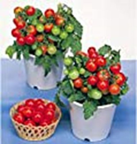 Red Robin Tomato Seeds (((25 Seed Packet))) (More Heirloom, Organic ...
