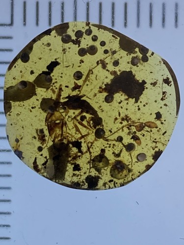 ULTRA RARE Extinct HAIDOMYRMEX Ant, In Genuine Burmite Amber, 98MYO ...