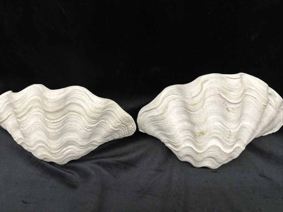 Giant Clam Shell Wall Sconces Original Tridacna Gigas | eBay