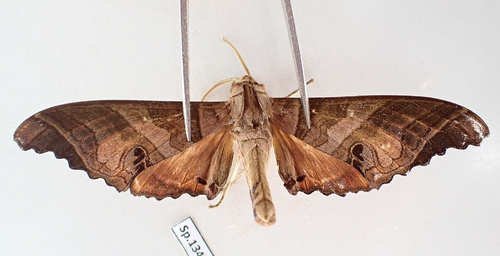 SP13405. Insects, butterflies: Sphingidae sp. Vietnam. Bao Loc | eBay
