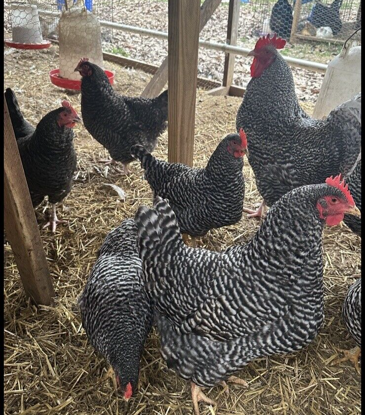 Plymouth Barred Rock Hatching 🐣 Eggs 12 NPIP Certified and AI Clean | eBay