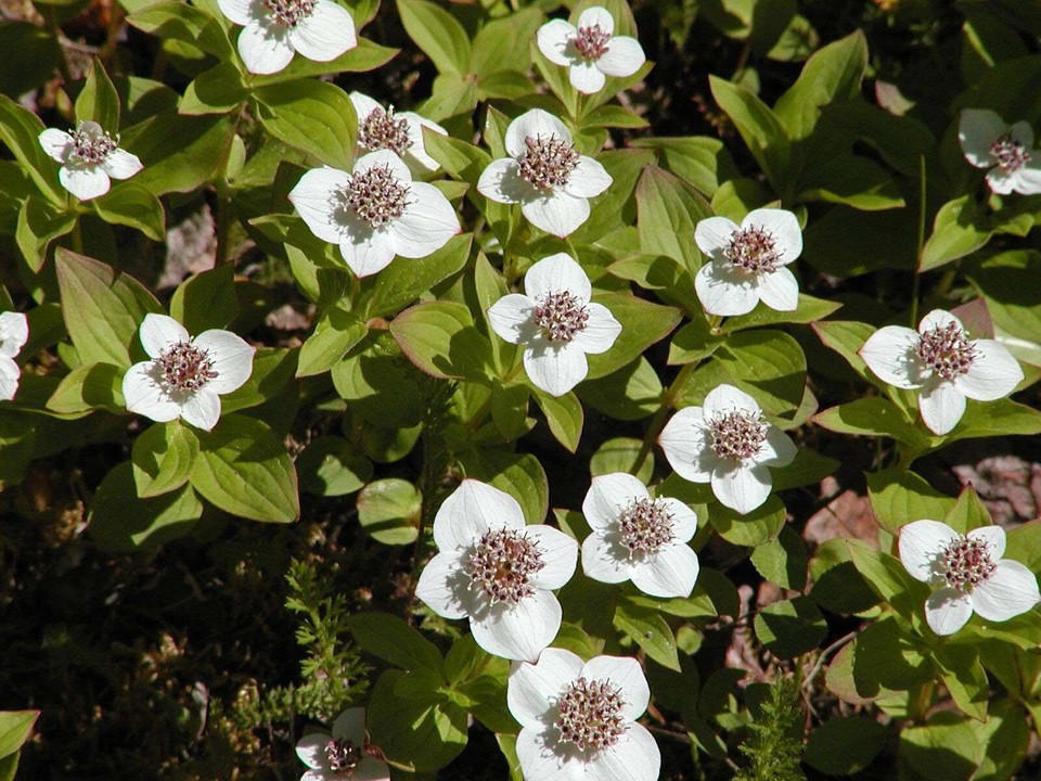 Creeping Dogwood, (Bunchberry), Cornus canadensis, Seeds (Showy, Edible ...