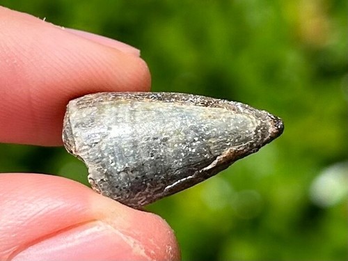 Madagascar Fossil Crocodile Tooth Mahajangasuchus Cretaceous Croc ...