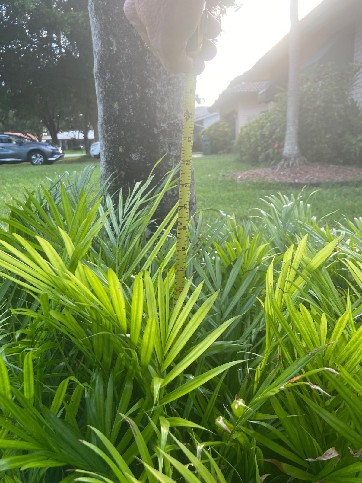 Teddy Bear (Dypsis Leptocheilos) Palm Tree, Redneck Palm, Rare, 15-24 ...