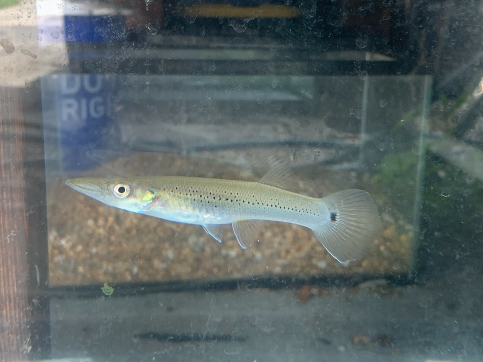 Pike Livebearer 1M/2F TRO (Belonesox belizanus) - Live Freshwater ...