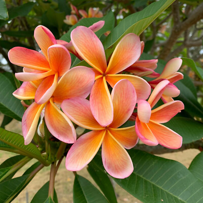 FRANGIPANI / Plumeria Fruit Salad (20-25cm Cutting) | eBay Australia