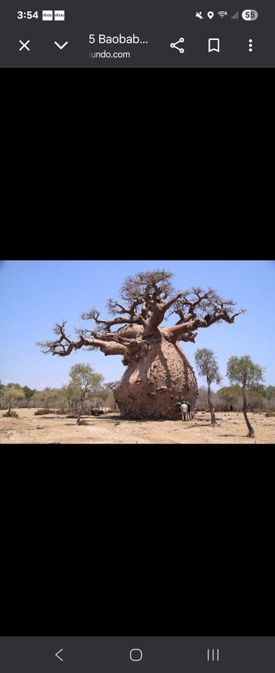 boabab tree 7 years old bonsia Adansonia digitata | eBay