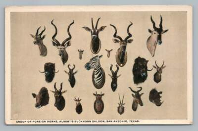 "Foreign Horns" Albert's Buckhorn Saloon SAN ANTONIO Antique Zebra ...