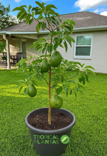 Marcus Pumpkin Avocado Tree – Live Tropical Fruit Tree – Rare Variety ...