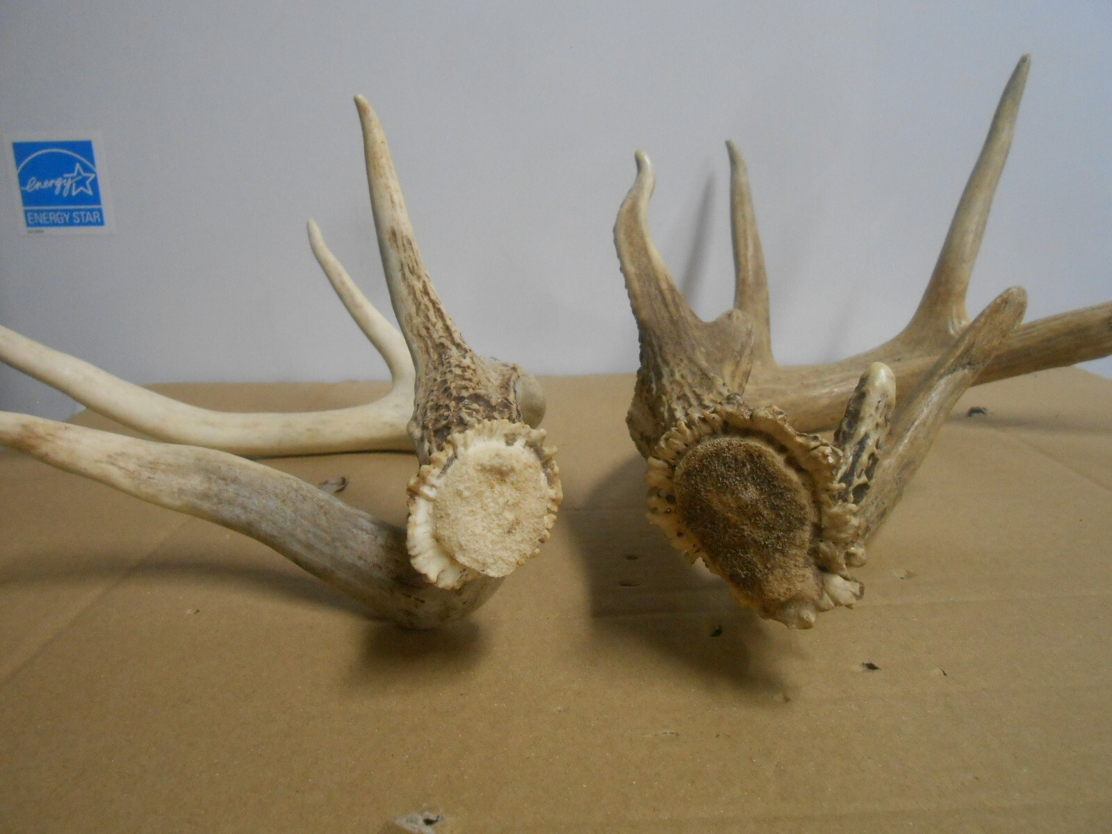 2 NON typical DOUBLE BEAM Wild WHITETAIL DEER ANTLER SHED antlers mule ...