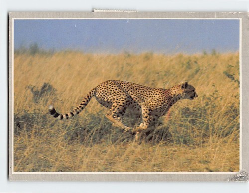 Postcard Cheetah | eBay