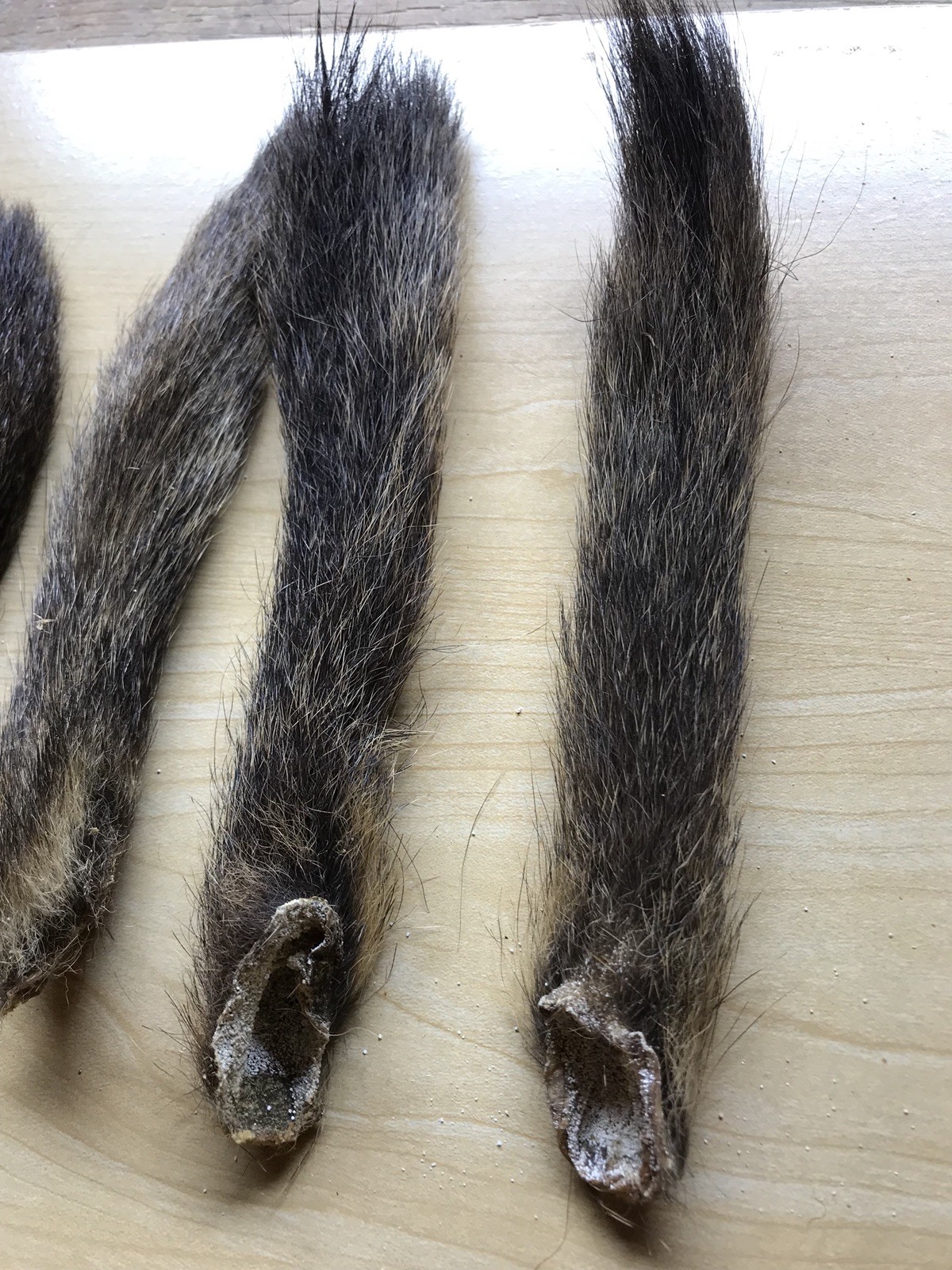 Woodchuck Tails. Lot Of 6. Fly Tying. | eBay