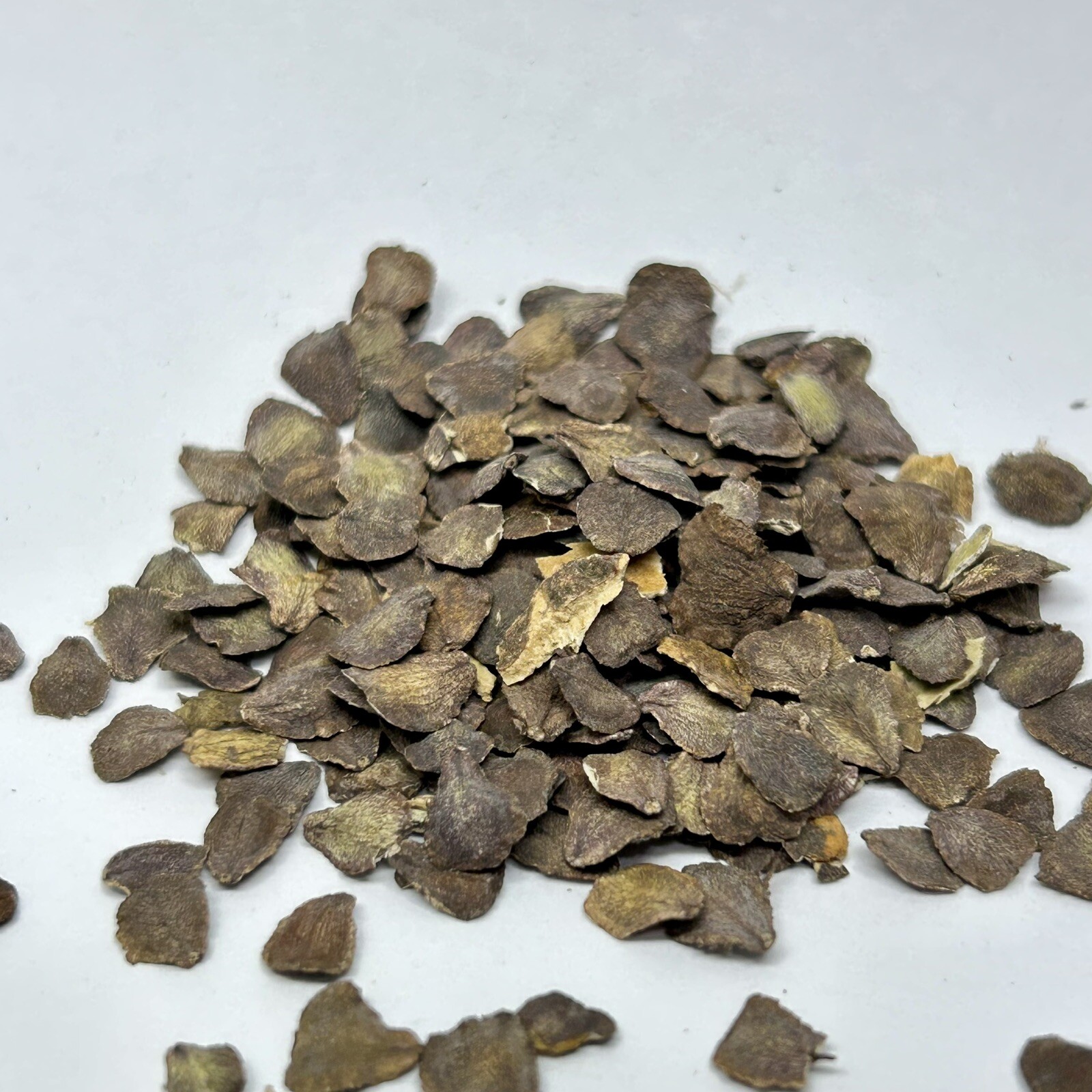 Jacaranda Bonsai Tree Seed Pack Jacaranda Mimosifolia | eBay