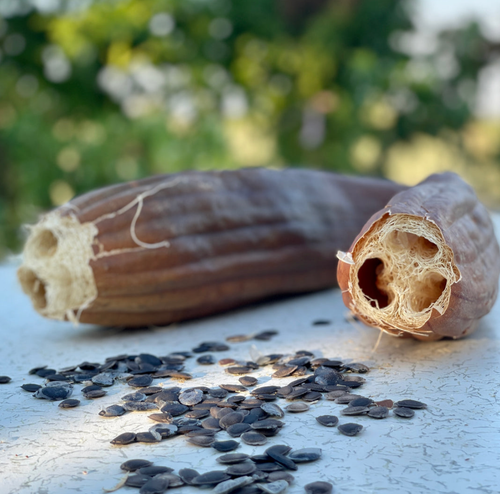 LUFFA SPONGE 10 seeds Asian gourd vegetable garden sponge loofah loofa ...