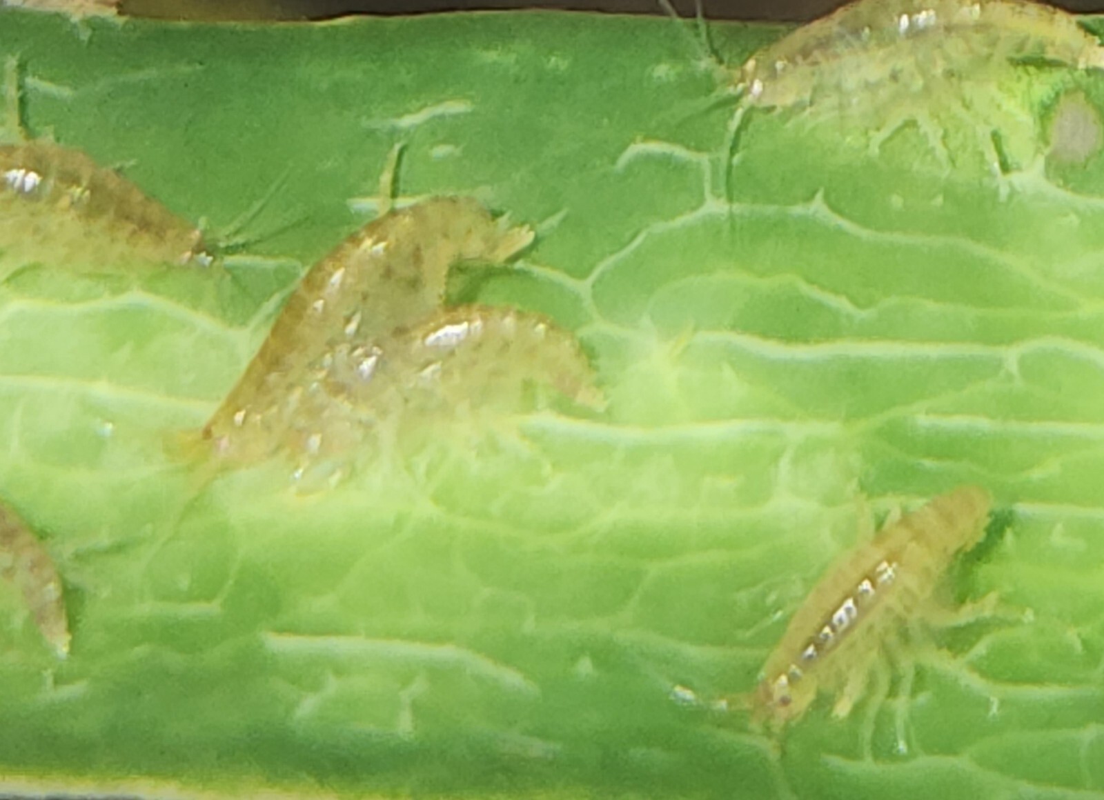 25+ Live Freshwater Gammarus Shrimp Freshwater Scuds Live Fish Food | eBay