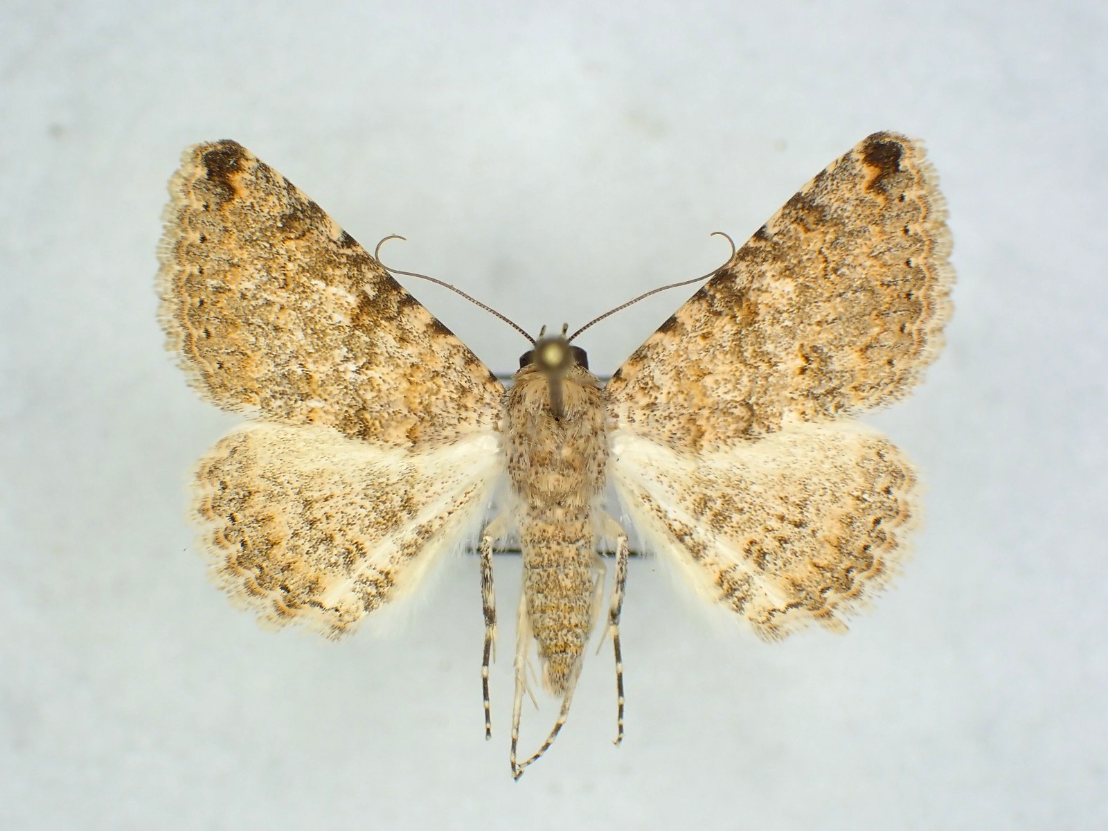 Heteropalpia acrosticta Erebidae Noctuidae from Jordan | eBay