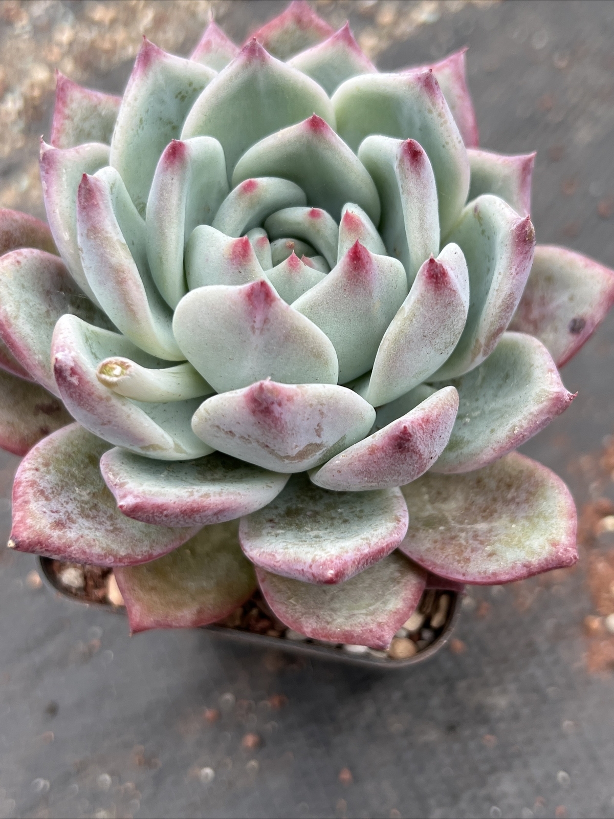 Echeveria white colorata, Succulent | eBay