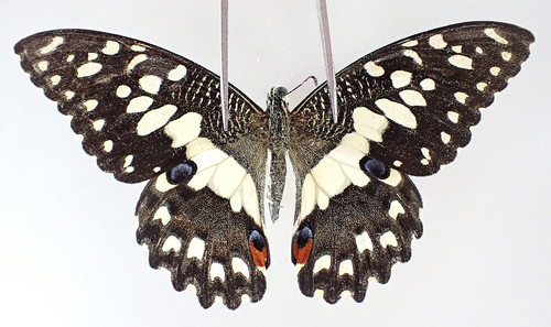PA12578. Unmounted butterflies: Papilio sp. Vietnam. Nghe An | eBay