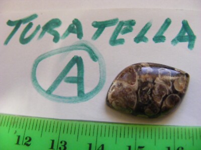 TURRITELLA/Turatella gemstone containing fossils,exact one in photos(A ...