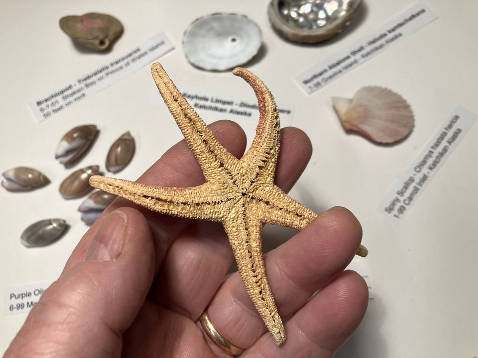 Alaska Sea Shell Collection. Lot 14. Rare and Unique. Collected in ...