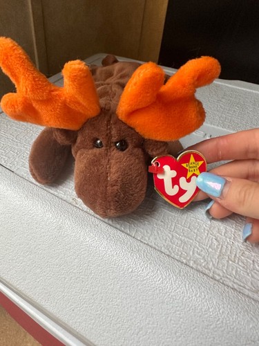TY Beanie Baby Chocolate the Moose WITH TAGS | eBay