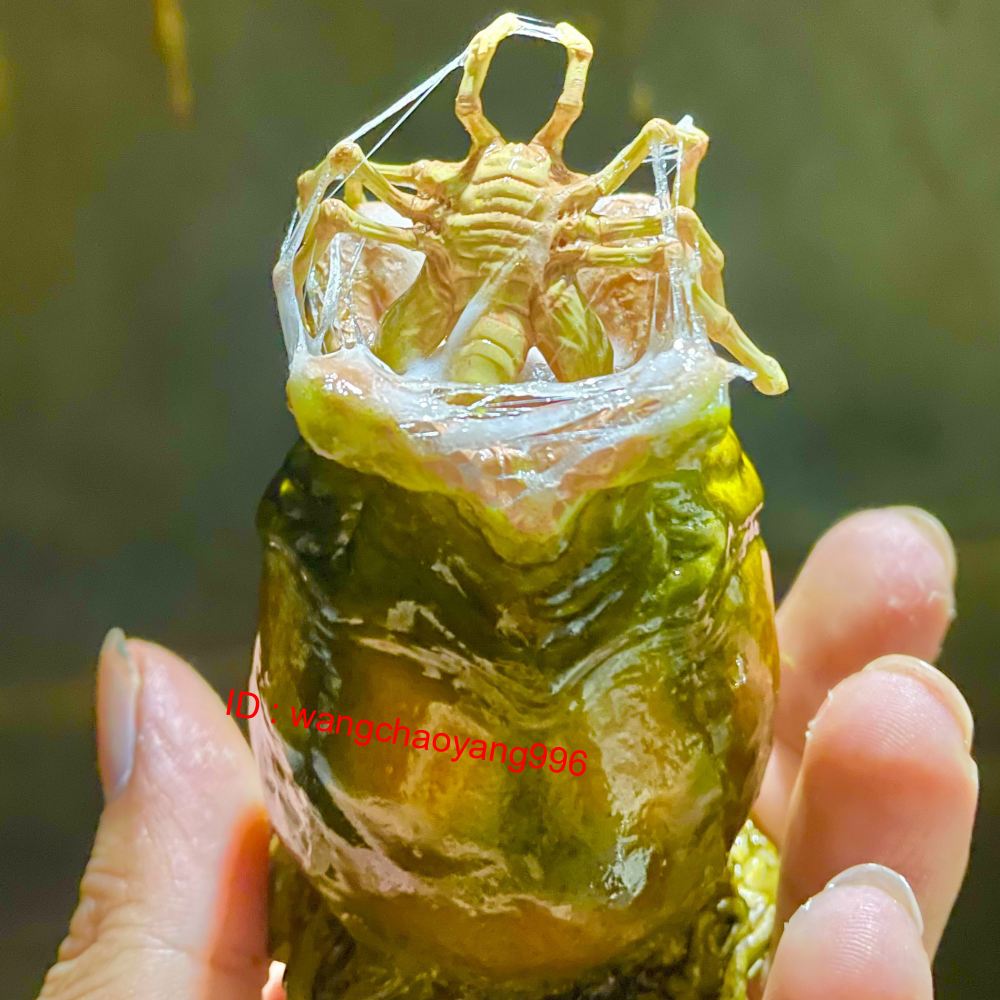 1/6 Scale Alien Egg Predalien Covenant Model for 12" Figure Doll Scene ...