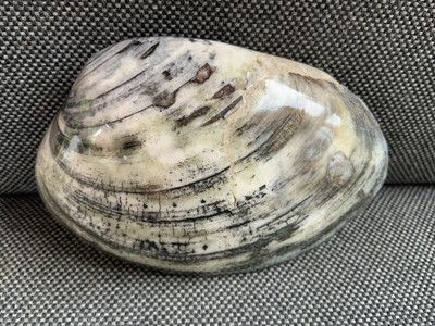 Polished Fossil Bivalve Scunthorpe, Jurassic Cardinia sp 200 Million ...