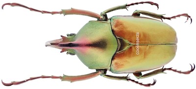 Insect - CETONIDAE Theodosia rodriguezi - Palawan - Male 25mm ...