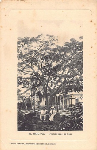 Madagascar - MAJUNGA - Flamboyant en fleur - Ed. D. Boutoux 34 | eBay