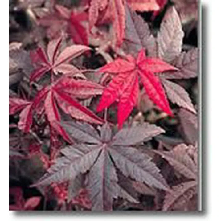 Dragon Tears Japanese Maple Tree with Low Branching Effects~12 Fresh ...