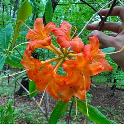 Rhododendron flammeum - Oconee Azalea - Fulton County, GA Ecotype ...