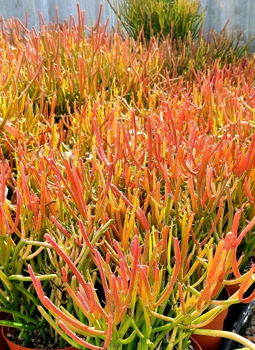Euphorbia Tirucalli Flame