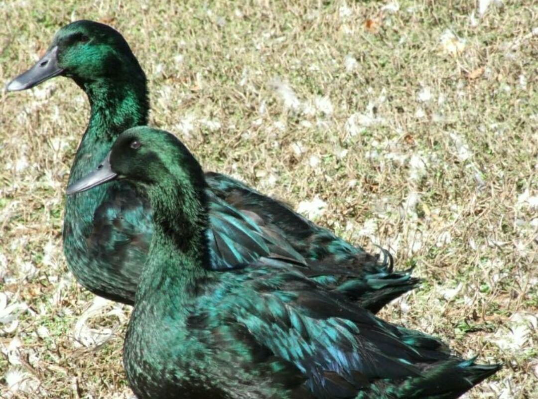 Cayuga Ducks Eggs Colors