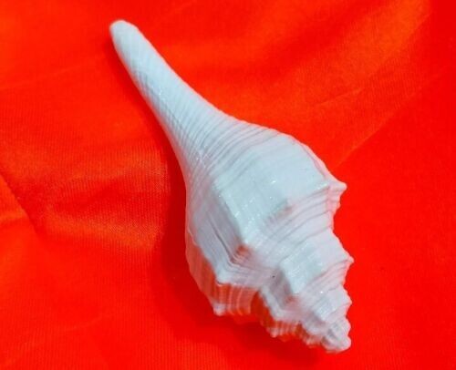 Decorative Shankh for Spiritual Hinduism Pooja Laxmi Pooja Shankha 2.5 ...