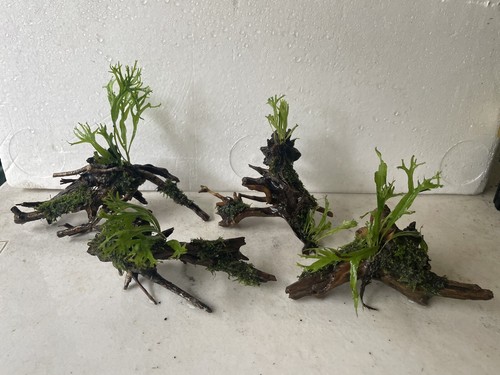 Crested Java Fern and Moss On Amazon Driftwood / Log, Live Aquarium ...