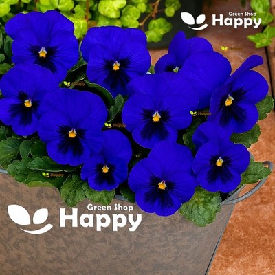FLOWER - PANSY SWISS GIANT ULLSWATER DEEP BLUE - 300 SEEDS - Viola ...