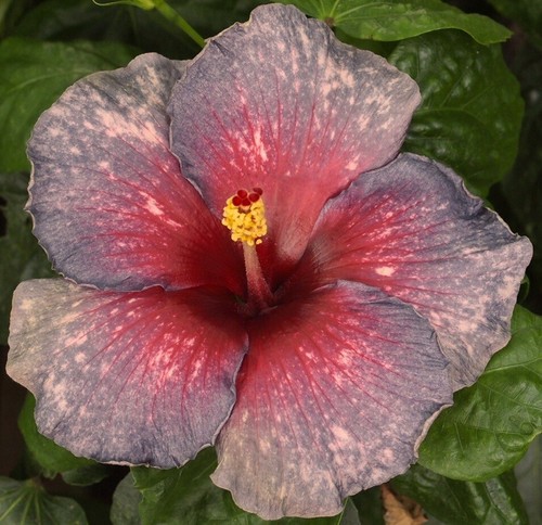 RUBY RING Tropical Hibiscus -- Plant in 4.5" pot | eBay