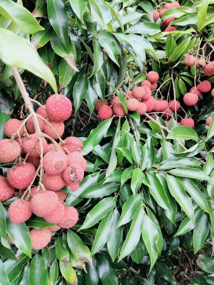 LYCHEE KAIMANA FRUIT TREE 4 CUTTINGS FROM 5"-6" LONG UNROOTED FOR ...