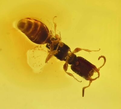 Detailed Bethylid (Aculeate Wasp), Fossil Inclusion in Dominican Amber ...