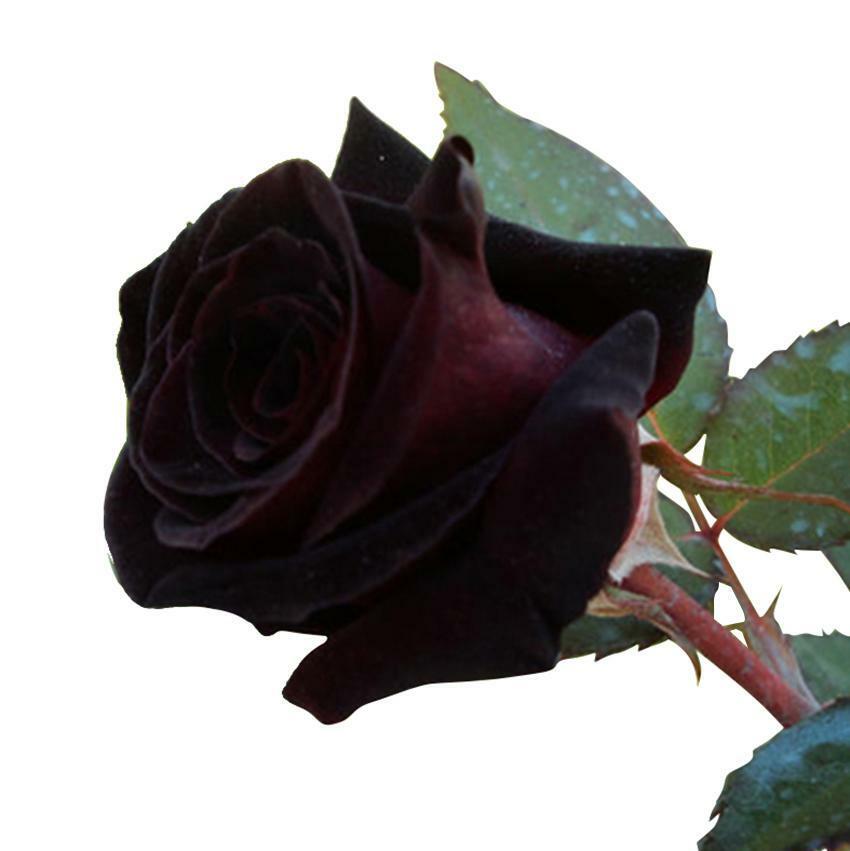 Black Rose Seeds