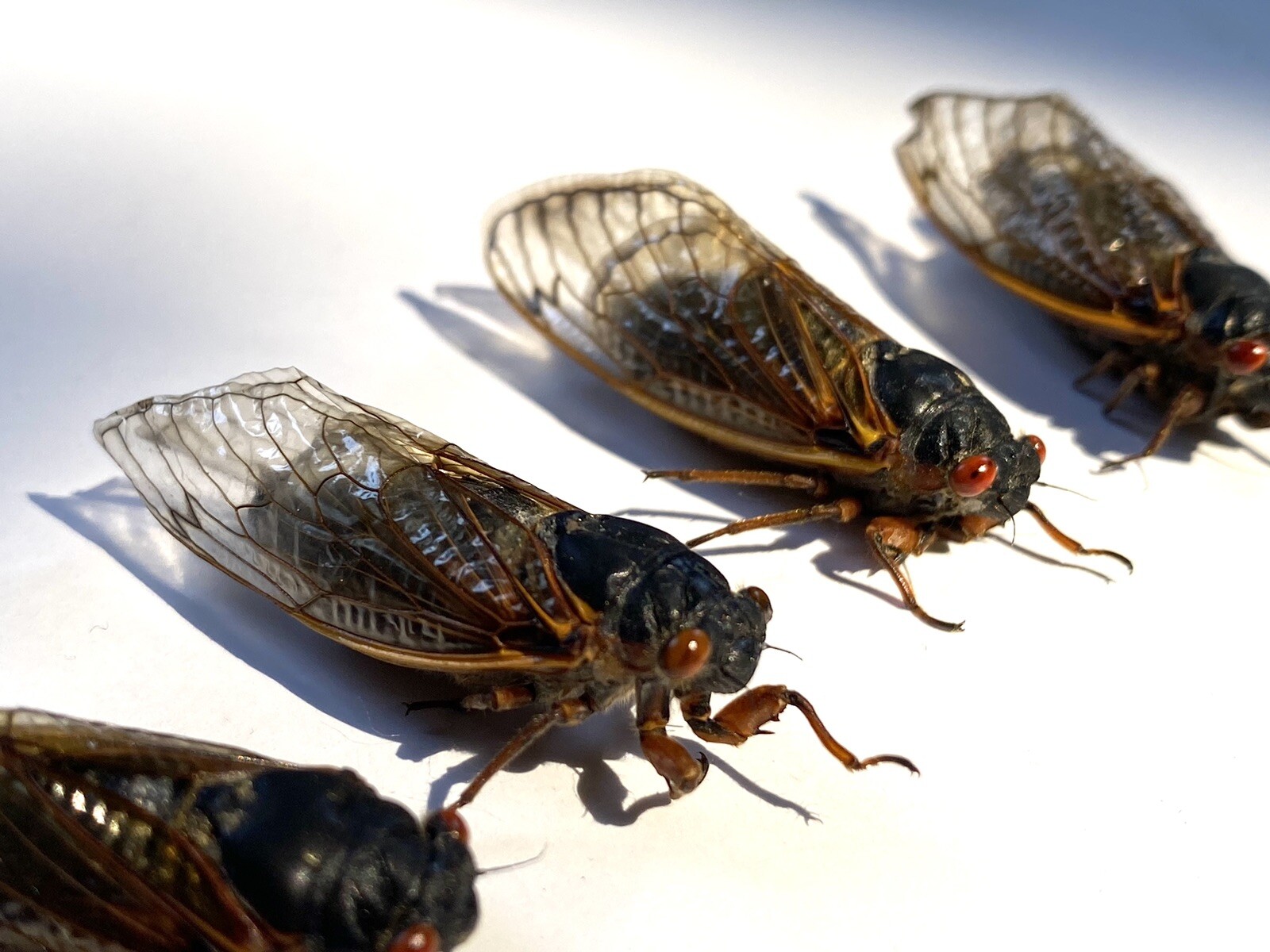 Cicada Specimen 2024 Cicadas Lot Of 5 Pc. For Bug Collecting/Entomology ...