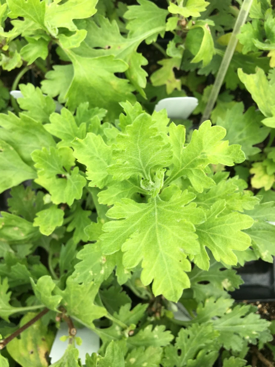 Chrysanthemum Morifolium Leaves