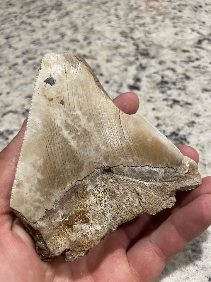 GNARLY PATHOLOGICAL MEGALODON SHARK TOOTH SUMMERVILLE LANDSITES FOSSIL ...