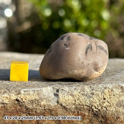 Dinosaur stomach stone fossil - gastrolith jurassic usa genuine ...