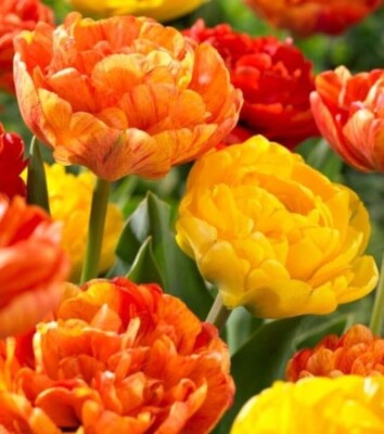 Spring Joy Double Mixed Tulip Bulbs | eBay